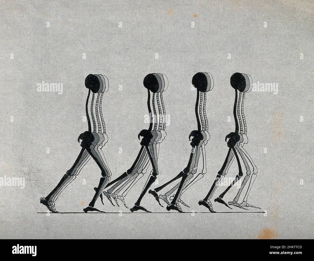 Form of human skeletons hi-res stock photography and images - Alamy