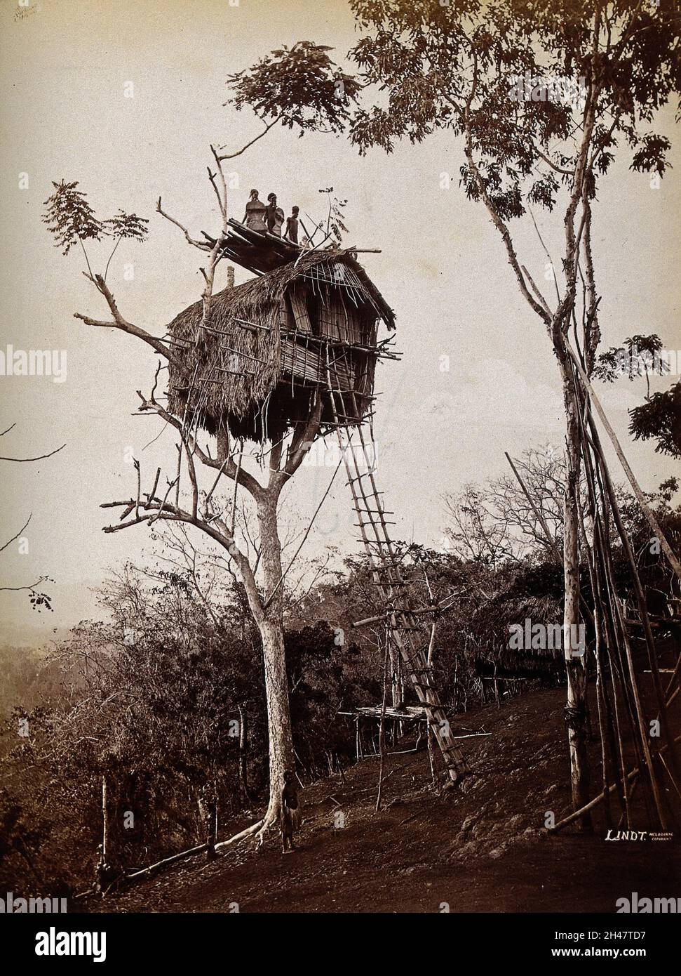 Papua New Guinea: a tree house of the Koiari people, east of Port ...