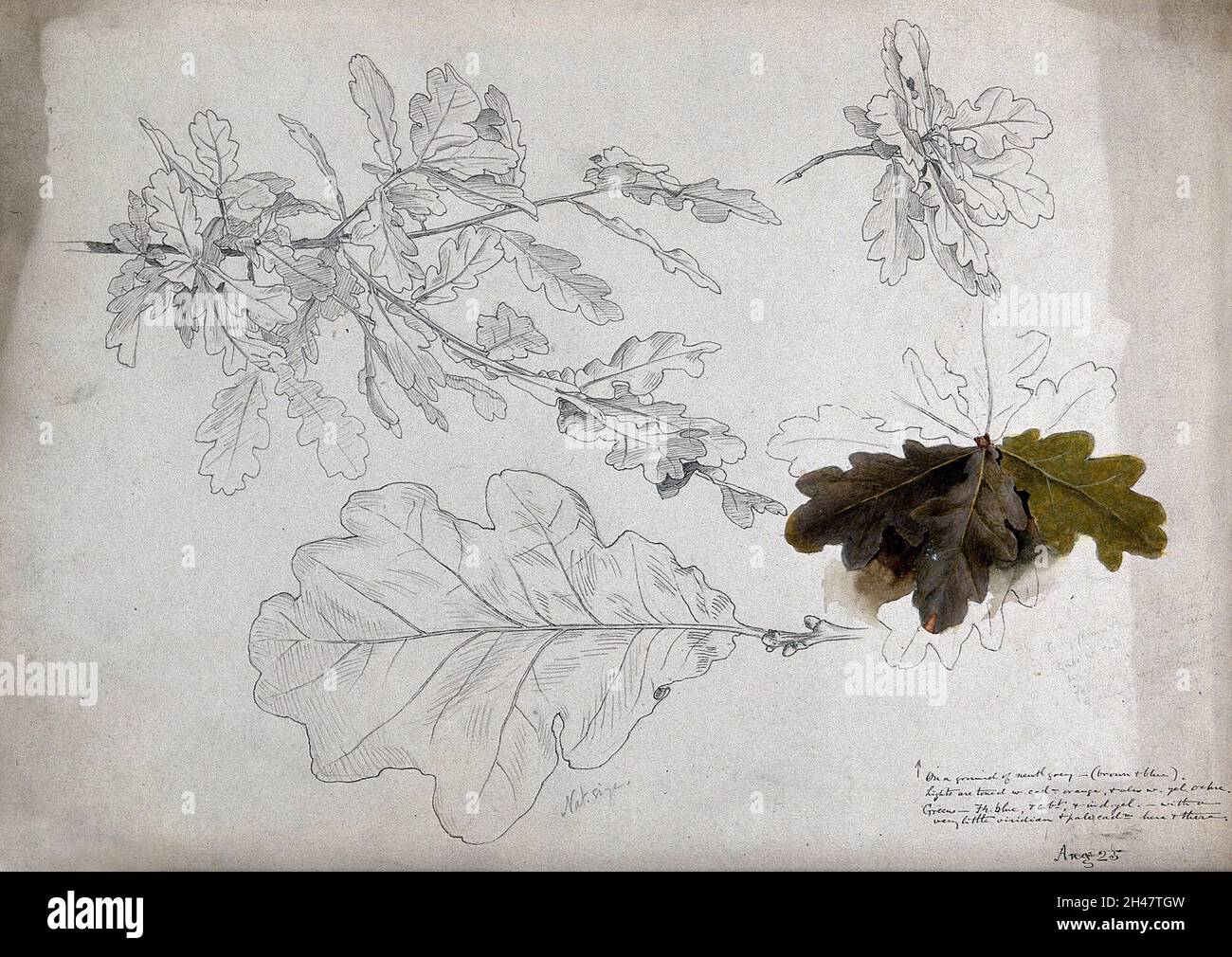 Oak (Quercus species): leaves and twigs. Pen drawing, partially ...