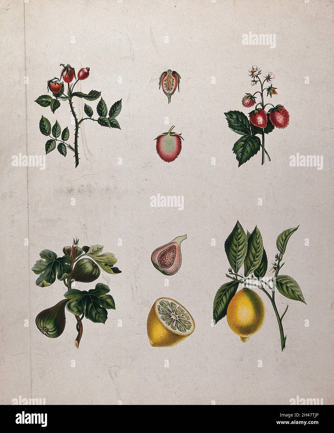 Four fruiting plants, a rose, a strawberry, a fig and a lemon, all with ...