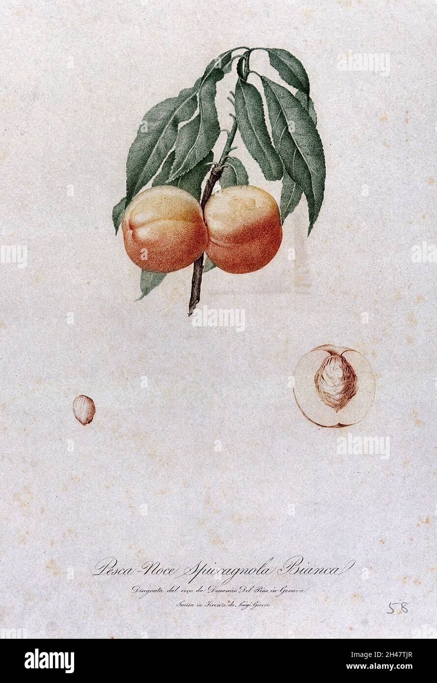 Peach anatomy hi-res stock photography and images - Alamy