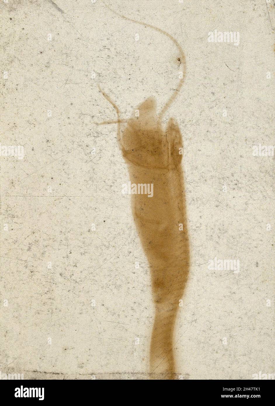 A snake in the process of swallowing a small mammal, probably a mouse ...