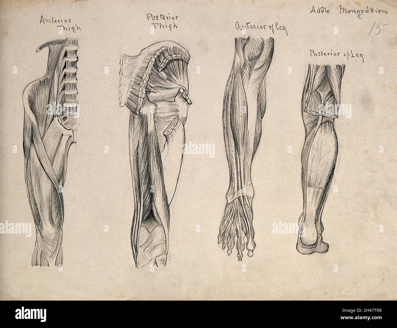 Muscles of the leg and foot: four figures. Pencil drawing by A ...