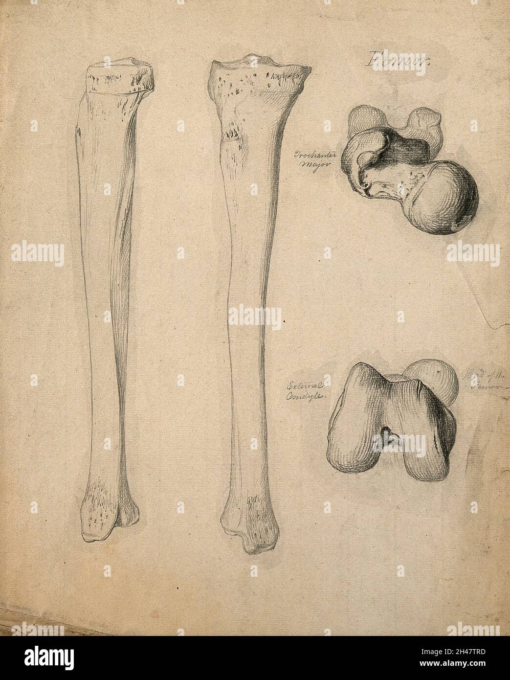 Tibia bones: four figures. Pencil drawing, ca. 1804 Stock Photo - Alamy