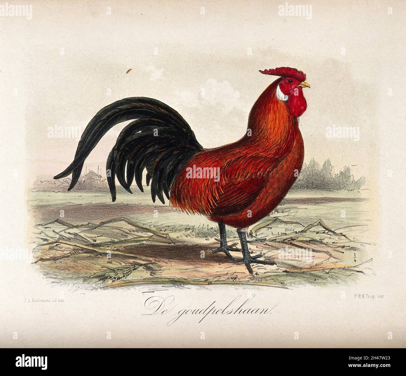 Black cockerel hi-res stock photography and images - Alamy