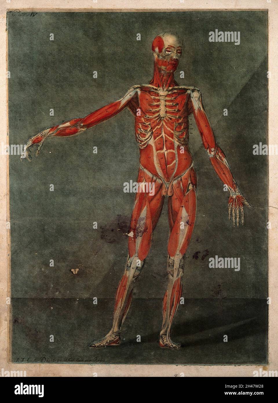 A standing écorché figure, seen from the front, showing the second ...