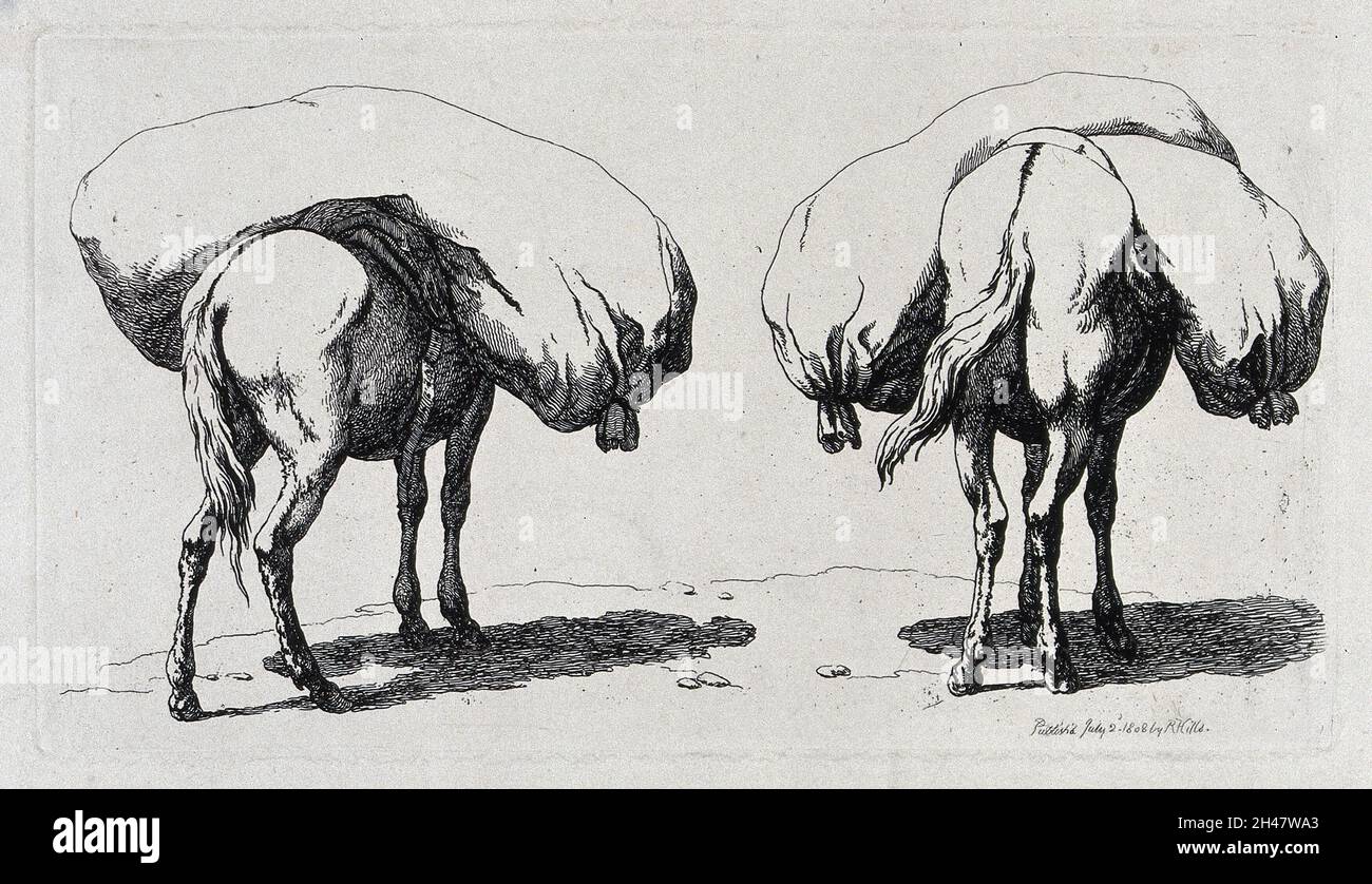 Two mules seen from behind heavily-laden with huge sacks. Etching Stock ...
