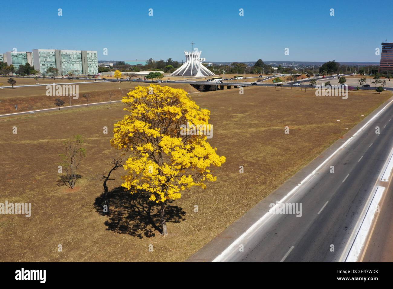 Ipe-yellow flowering tree and the Metropolitan Cathedral of Brasilia ...