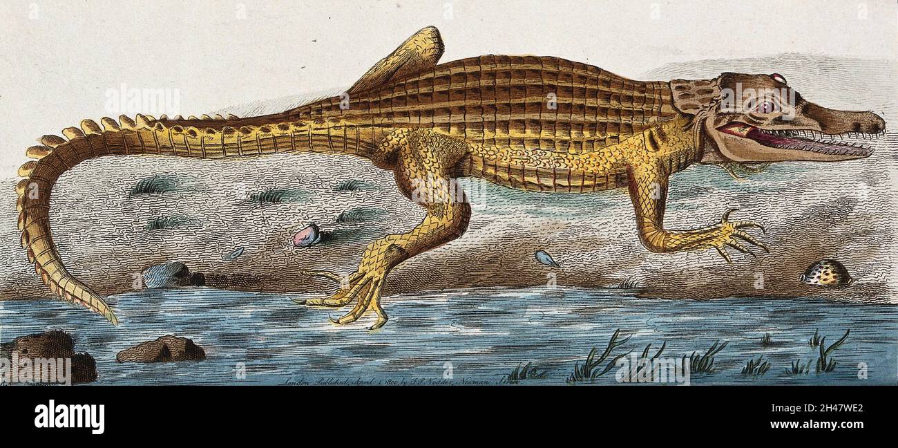 An alligator. Coloured engraving, ca. 1800 Stock Photo - Alamy