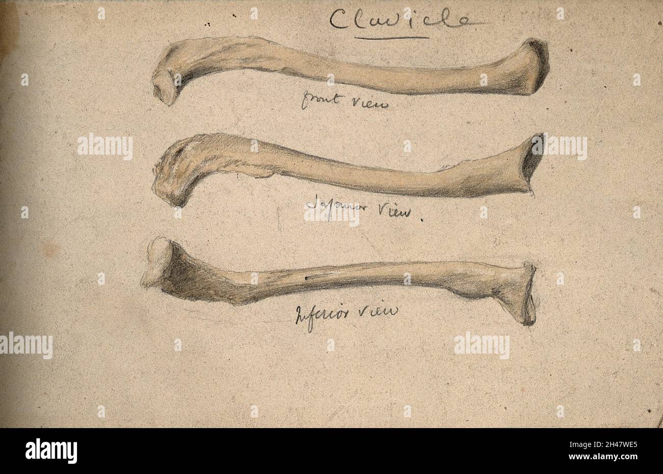 Clavicle bone: three figures. Watercolour and pencil drawing by J.C ...