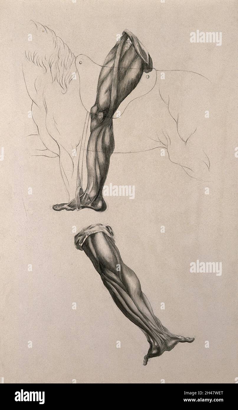 Écorché leg of man riding a horse, and écorché hand with outstretched ...
