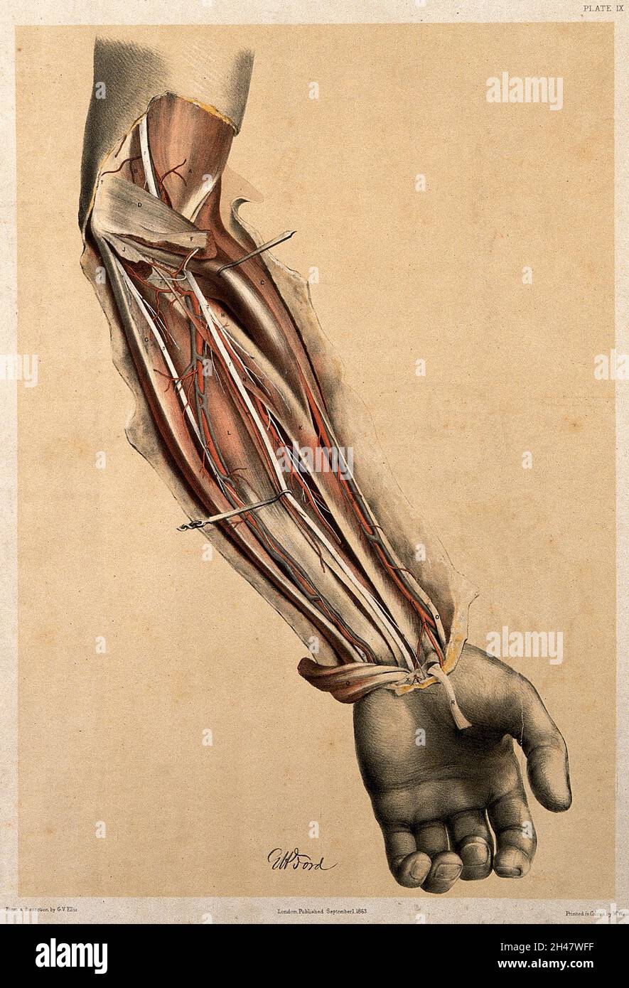 Human arm nerves hi-res stock photography and images - Alamy