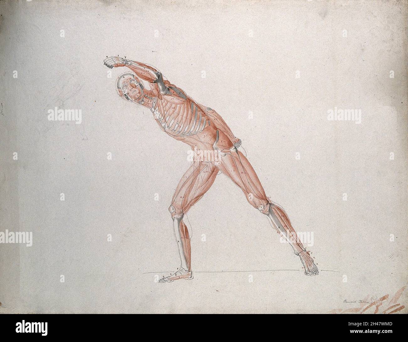 Skeletal and myologic structure of the 'Borghese Gladiator' statue: the ...