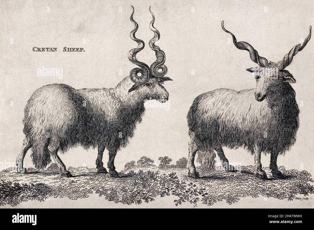 Sheep etching hi-res stock photography and images - Alamy