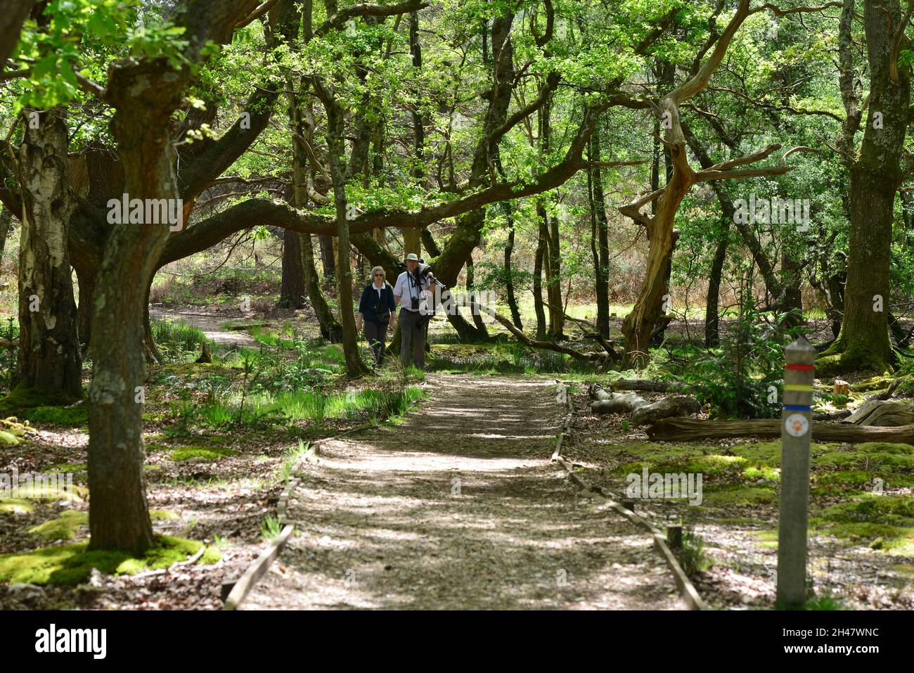 RSPB reserve, Arne, Dorset Stock Photo - Alamy