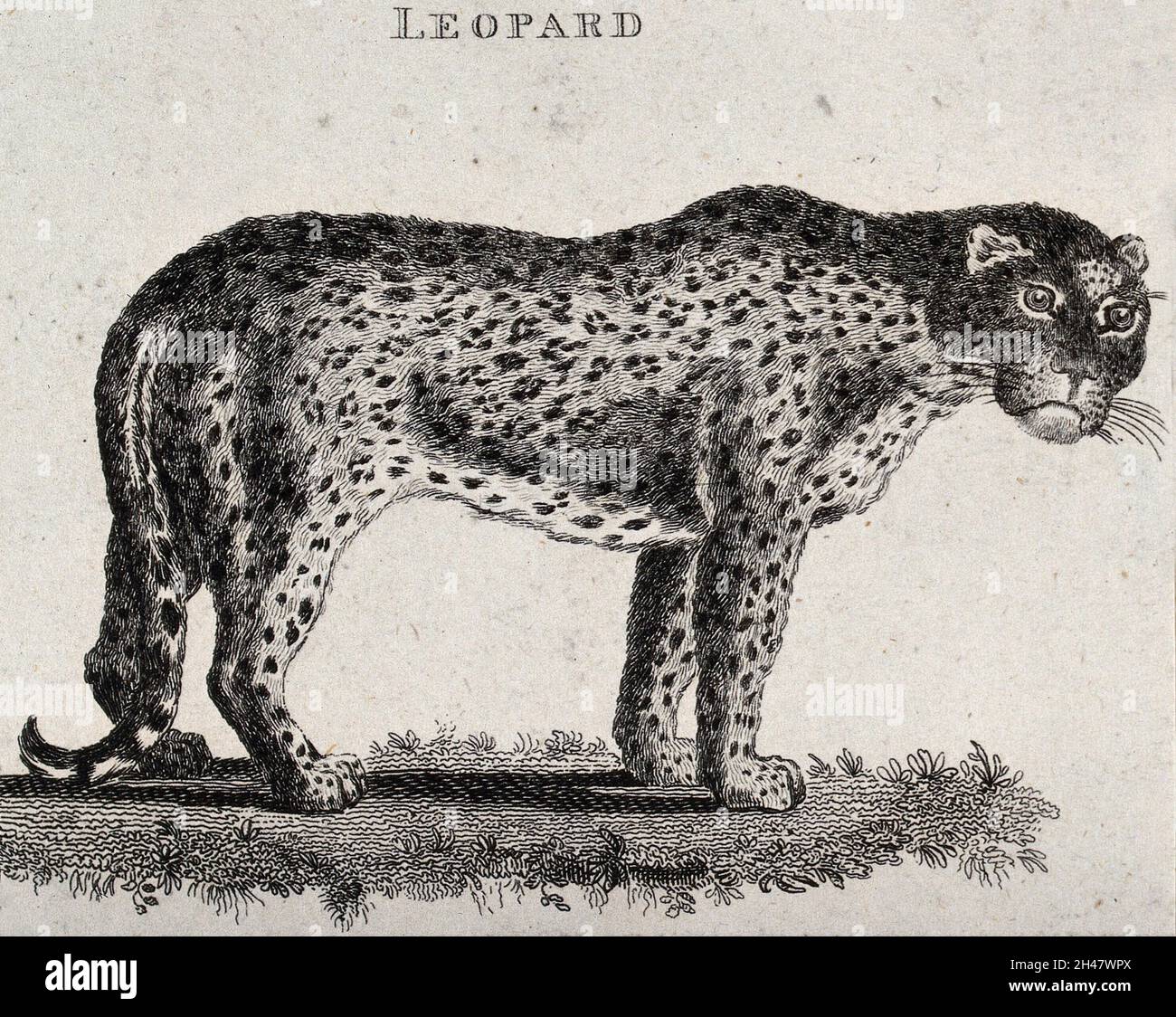 Leopard etching hi-res stock photography and images - Alamy