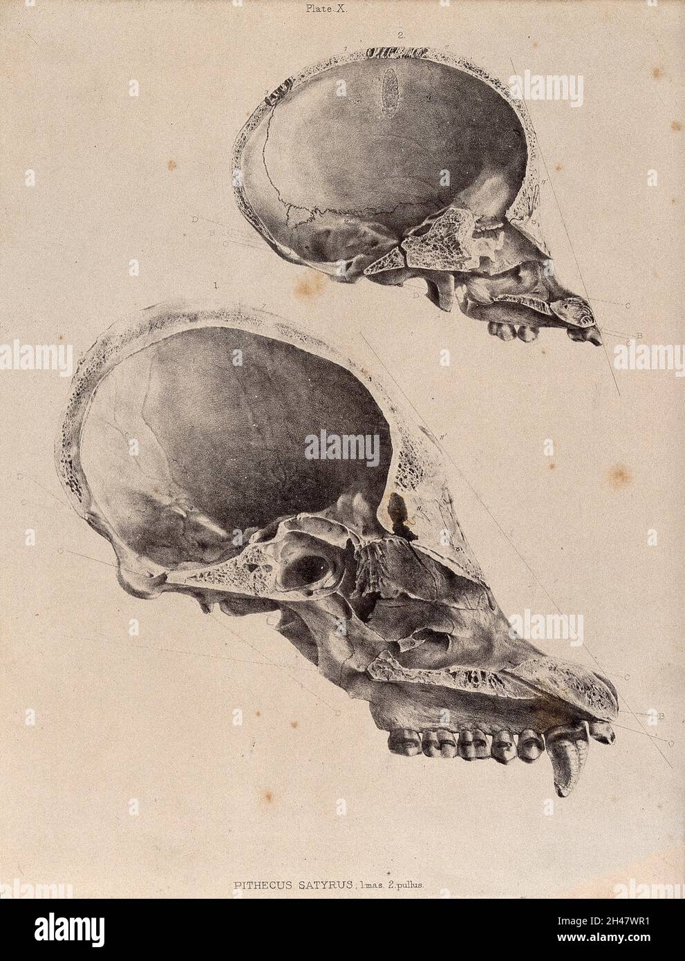 The skulls of a female and male great ape, possibly a chimpanzee ...
