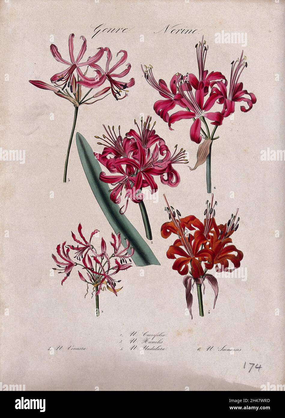 Five flowers from different types of nerine lily (Nerine species ...