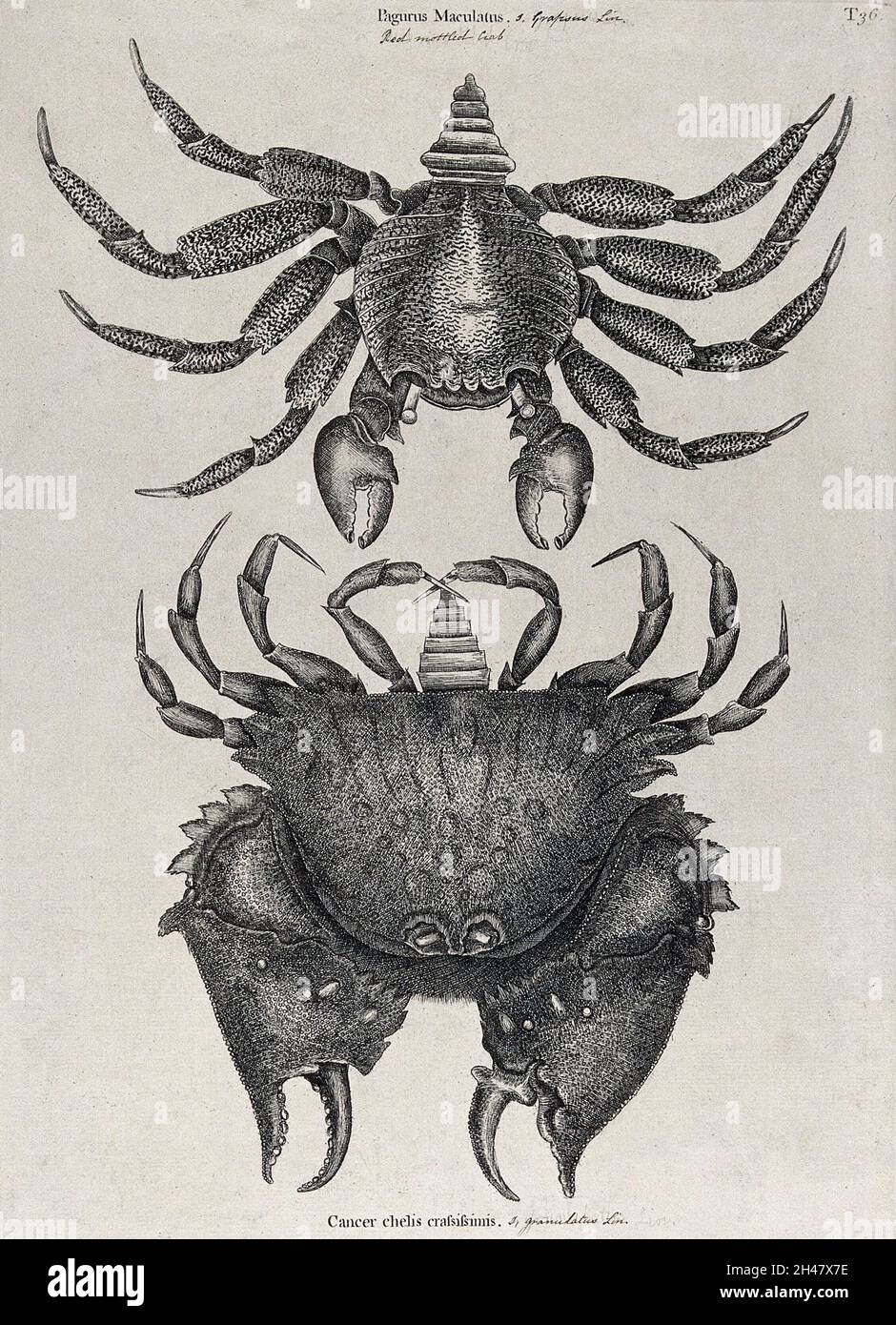 Above, a red mottled crab; below, a rough shelled crab. Etching Stock ...