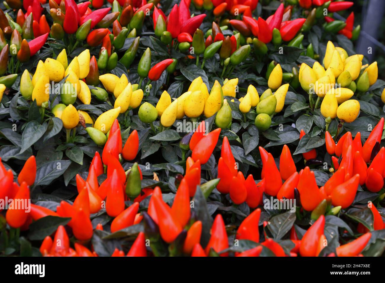 Capsicum plants hi-res stock photography and images - Alamy