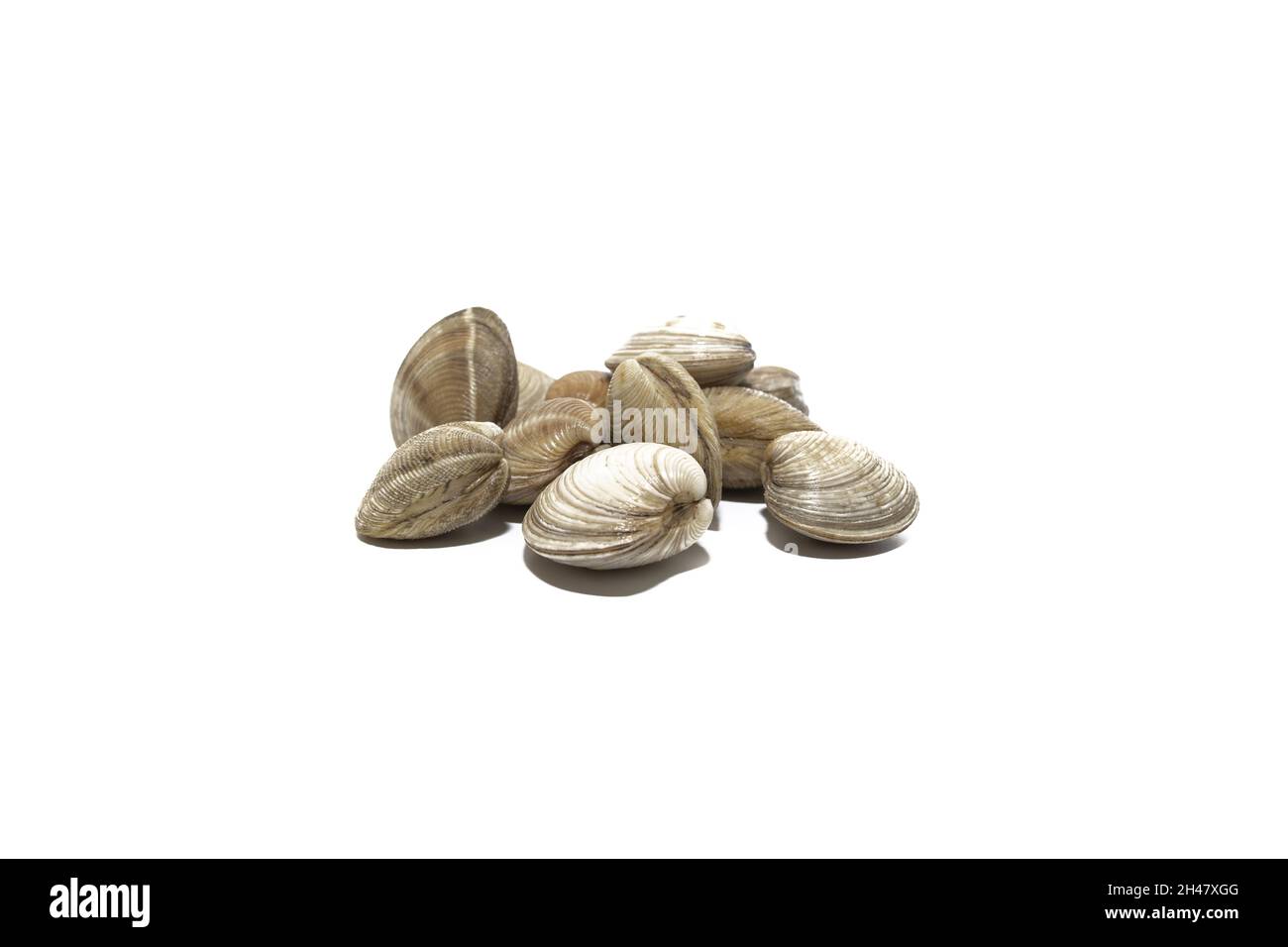 Closed clams isolated on a white background Stock Photo - Alamy