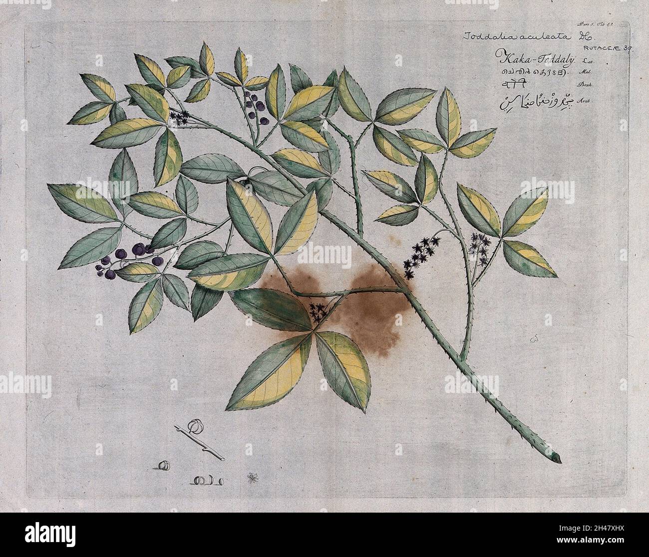 Source of Lopez Root (Toddalia asiatica Lam.): branch with flowers and ...