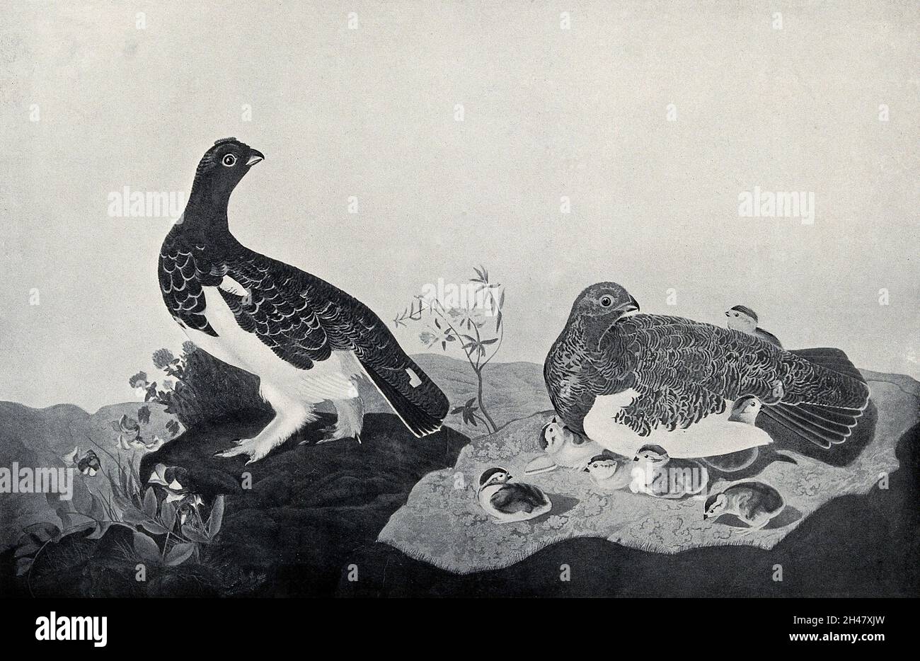 Ptarmigan chicks hi-res stock photography and images - Alamy