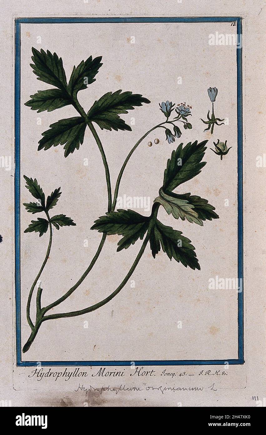 Virginia waterleaf (Hydrophyllum virginianum L.): flowering plant with ...