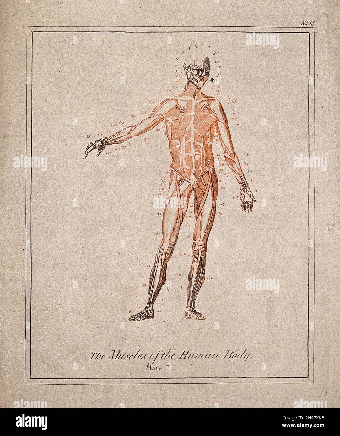 An écorché: front view with right arm extended. Colour line engraving ...