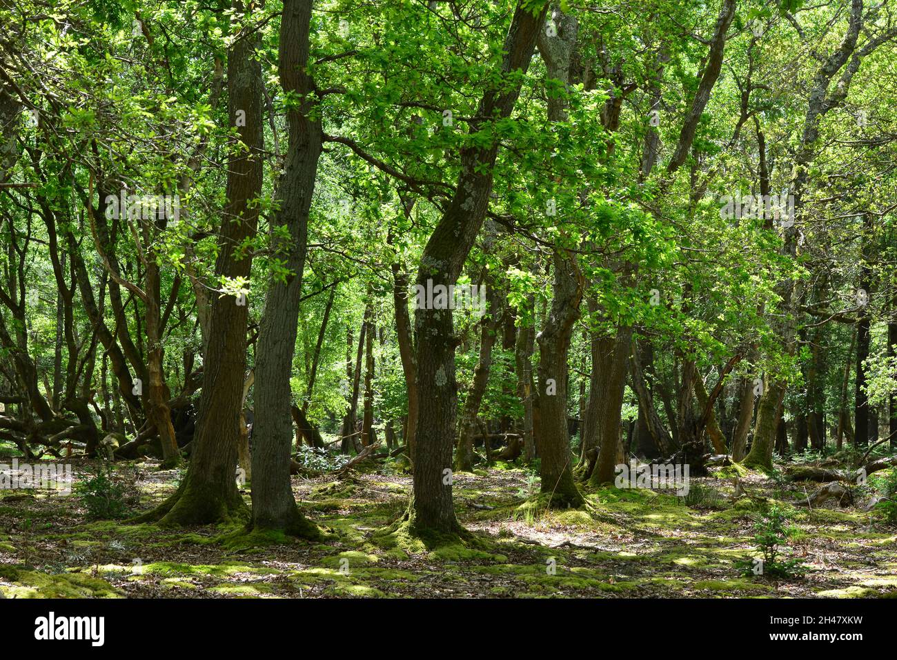 RSPB reserve, Arne, Dorset Stock Photo - Alamy