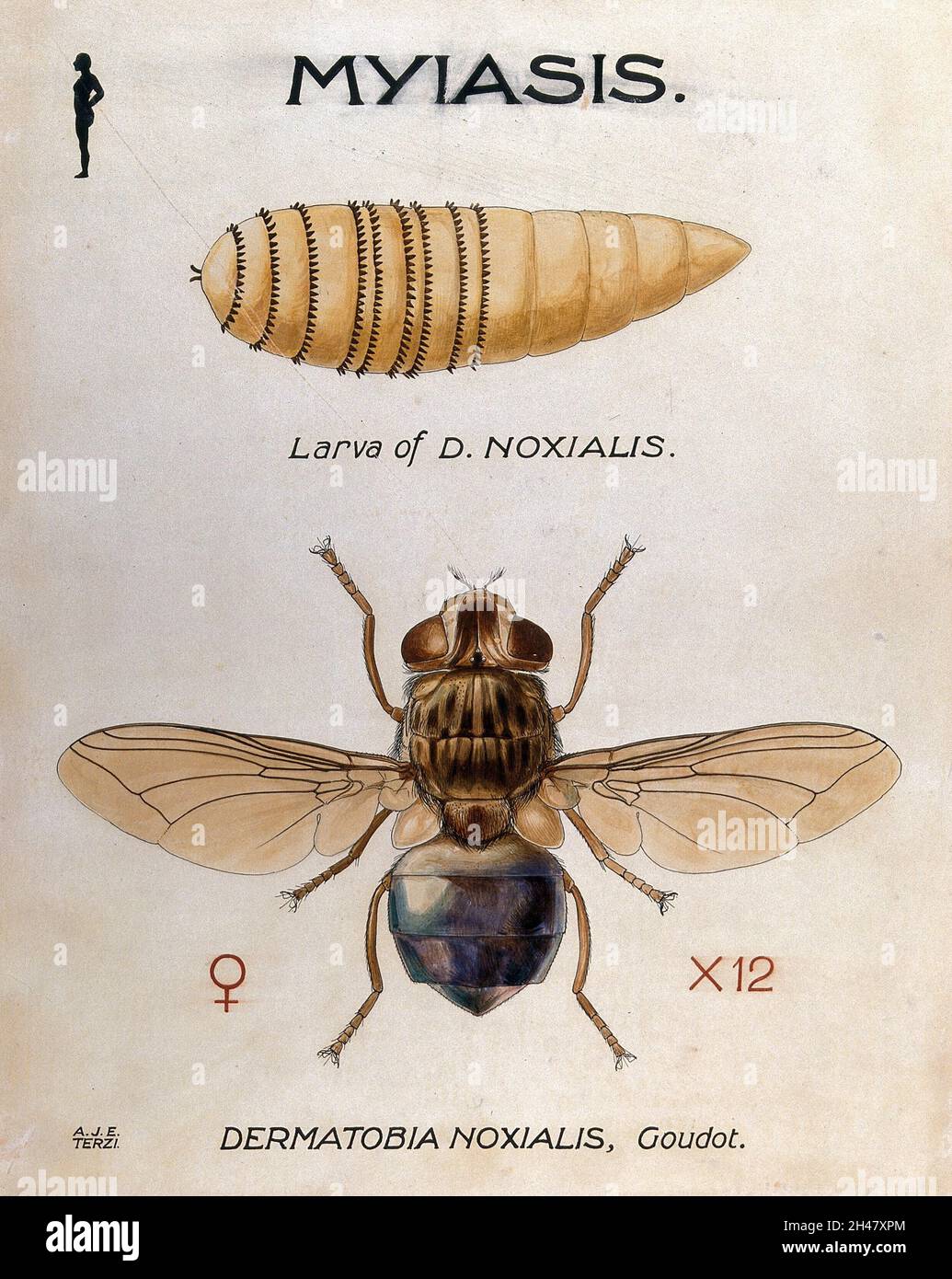The larva and fly of Dermatobia noxialis. Coloured drawing by A.J.E ...