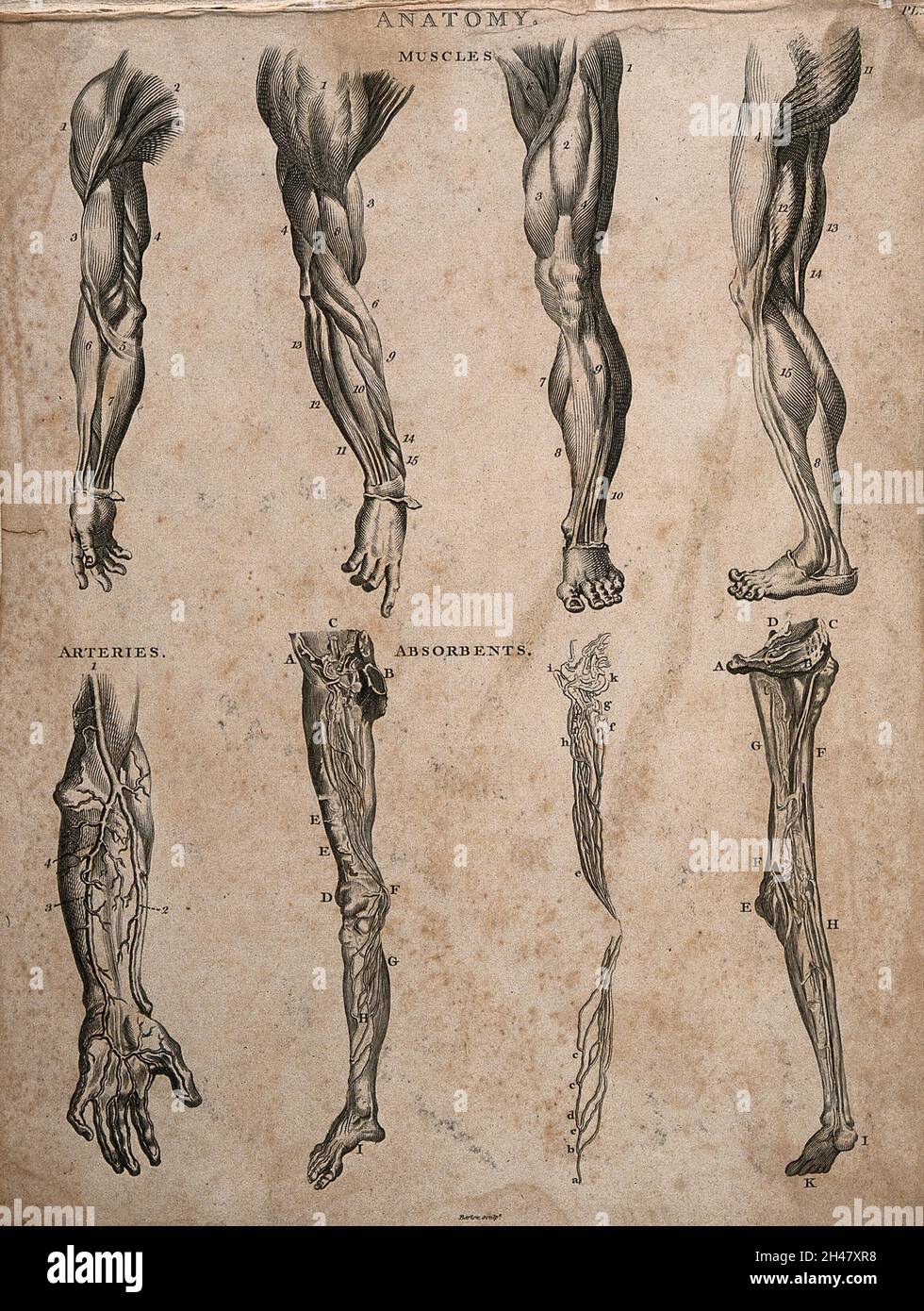 Muscles, arteries and lymphatics of the arm and leg: eight écorché ...