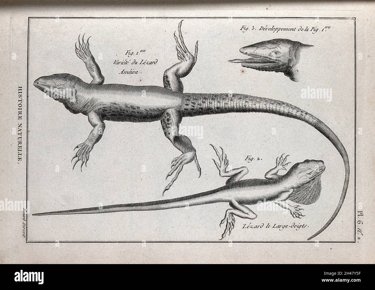 Two types of lizard, including the large spotted ground lizard ...