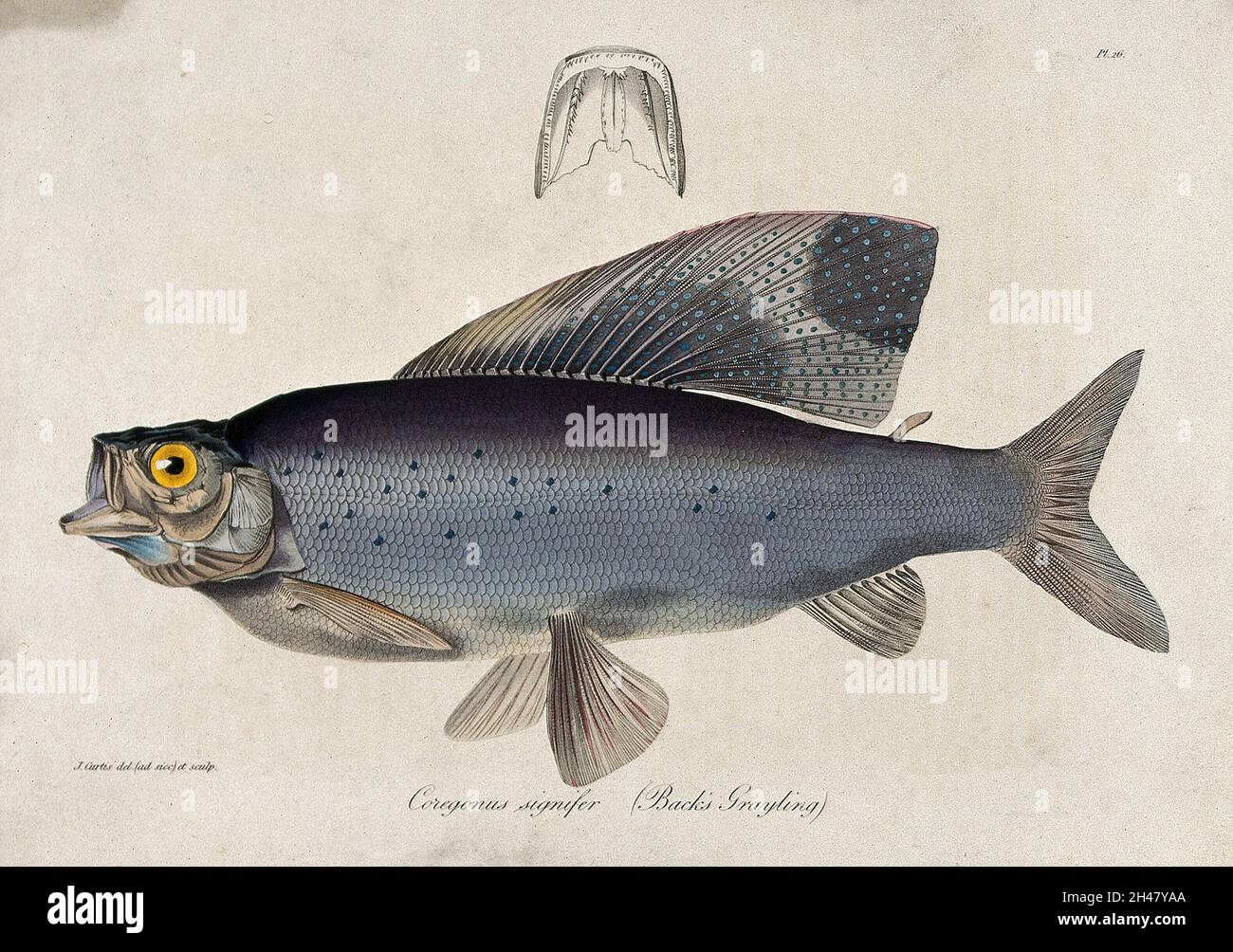 A Back's grayling and a cross-section of its gill. Coloured etching by ...