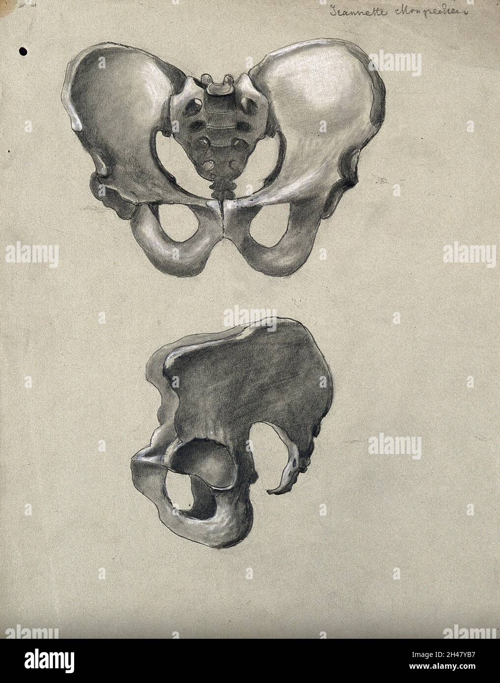 Pelvic bone: front and side views. Pencil and chalk drawing by J ...