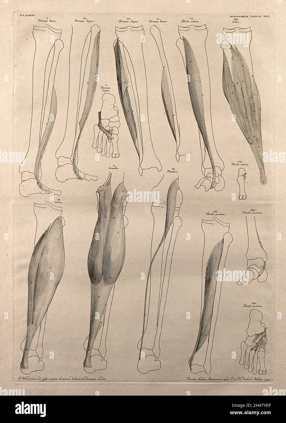 Muscles and bones of the leg and foot: fourteen figures. Line engraving ...