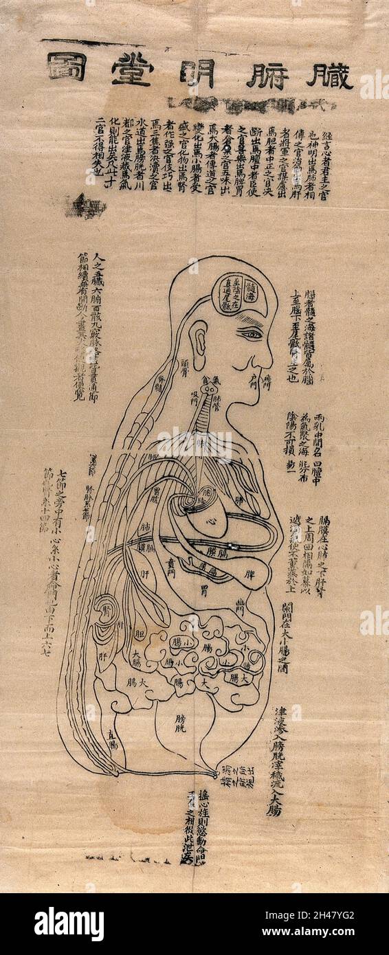 Main organs hi-res stock photography and images - Alamy