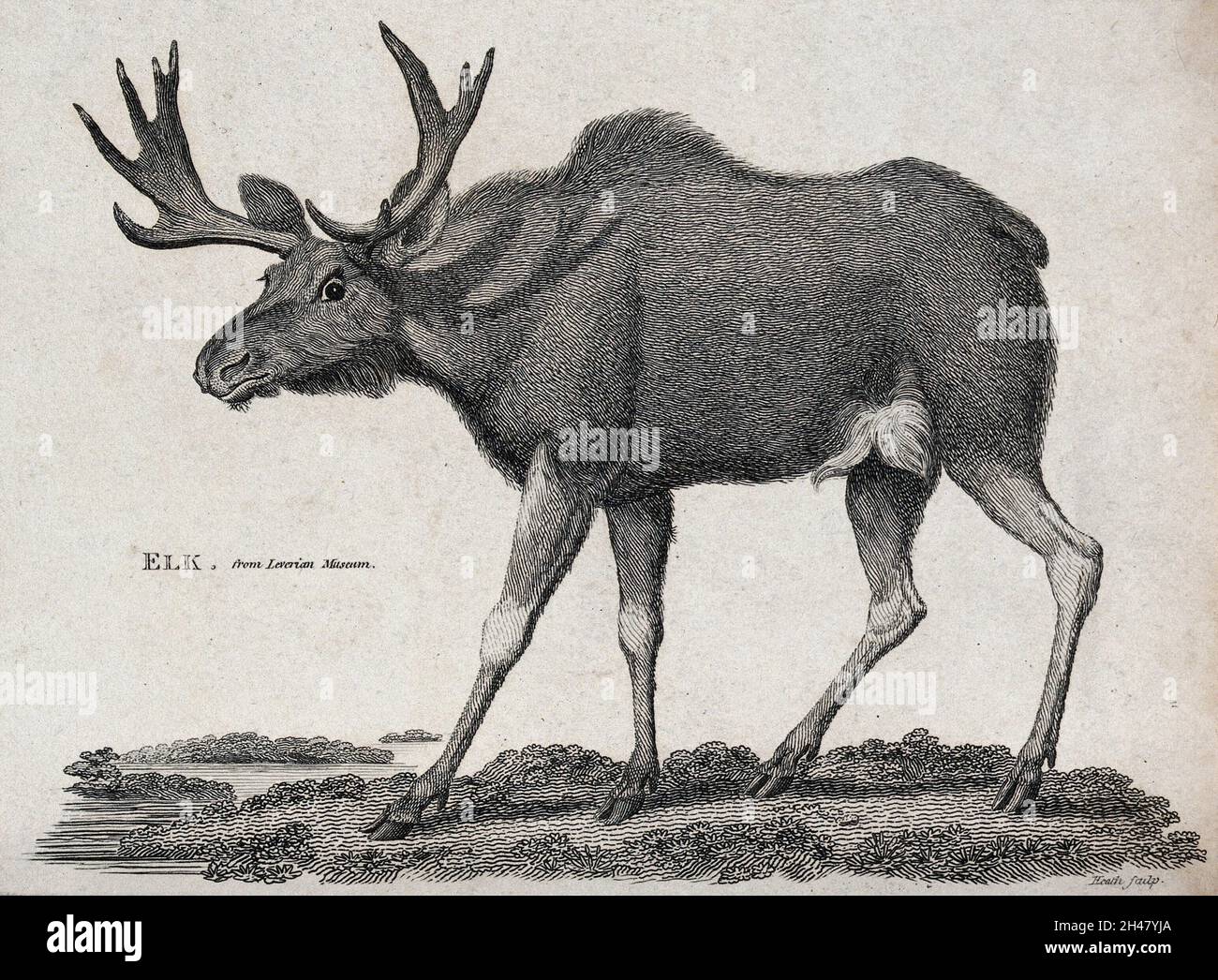 An elk. Etching by Heath Stock Photo - Alamy