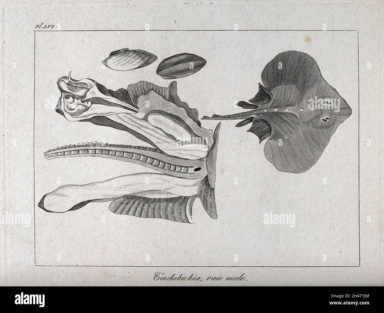 A dissection of a male ray or skate. Etching Stock Photo - Alamy