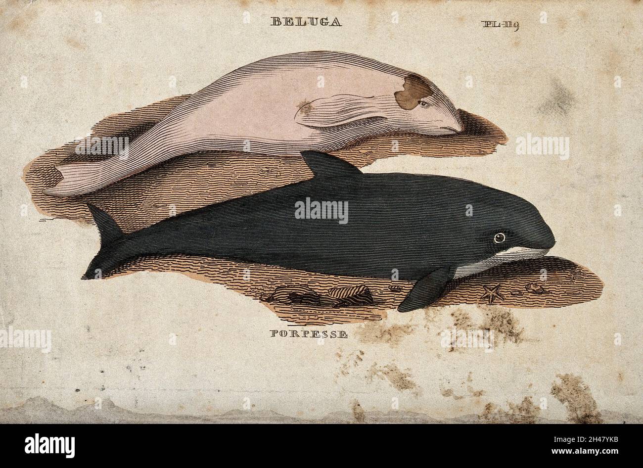 Above, a beluga whale; below, a porpoise. Coloured etching Stock Photo ...