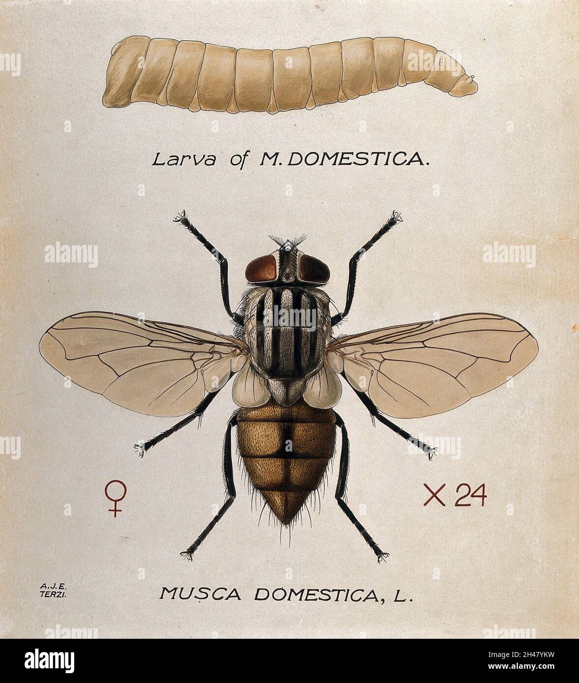 The larva and fly of a house fly (Musca domestica). Coloured drawing by ...