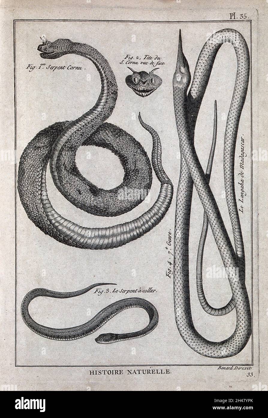 Snake copperplate engraving hi-res stock photography and images - Alamy