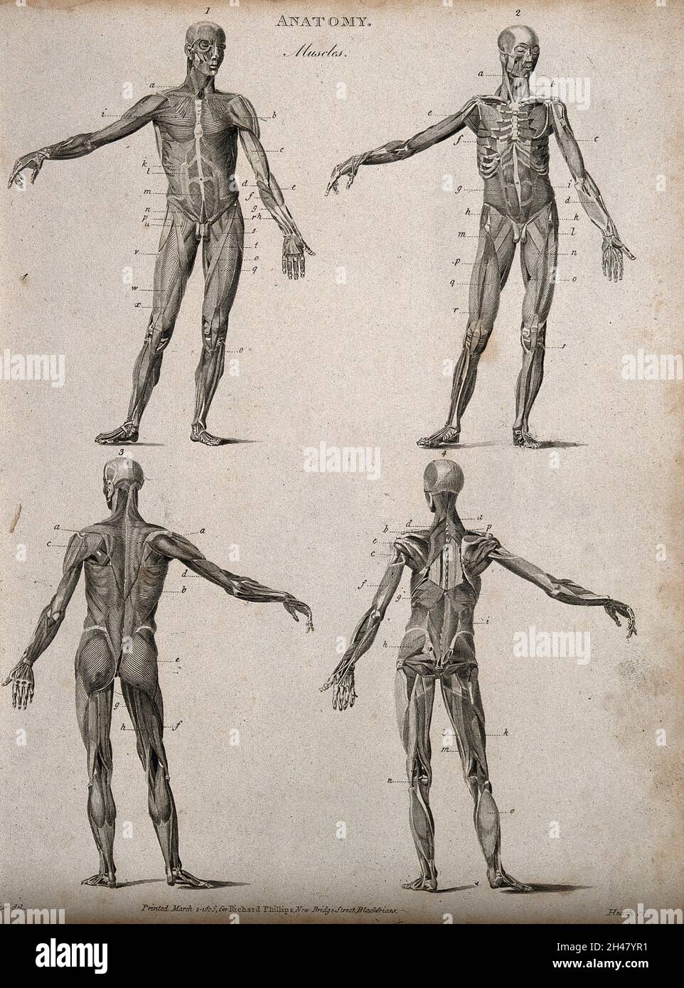 Four écorché figures, front and back views. Line engraving by Heath ...