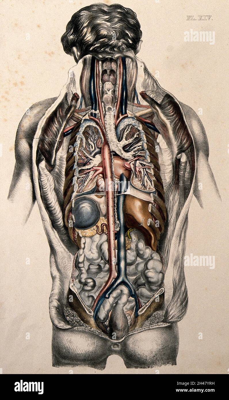 The body of a man seen from behind with the trunk dissected to reveal ...