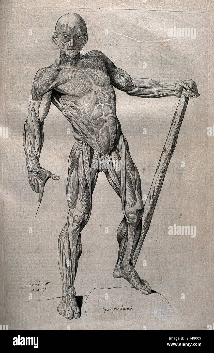 A standing écorché figure, shown holding a staff and leaning to one ...
