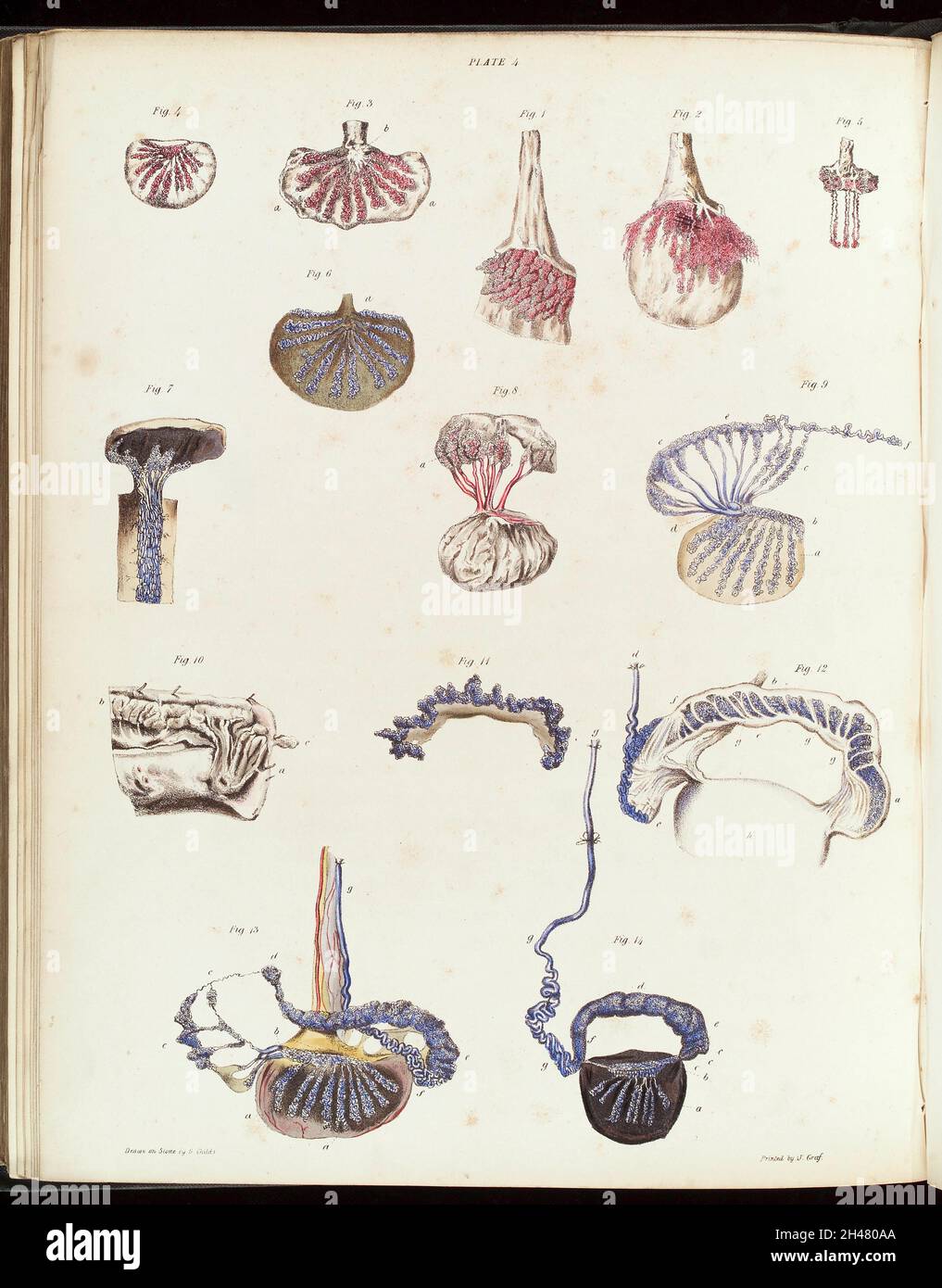 Seminiferous structure ofthe testis and epididymis Stock Photo - Alamy