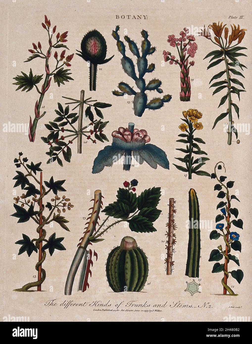 Fourteen different forms of plant stem. Coloured etching by J. Pass, c ...