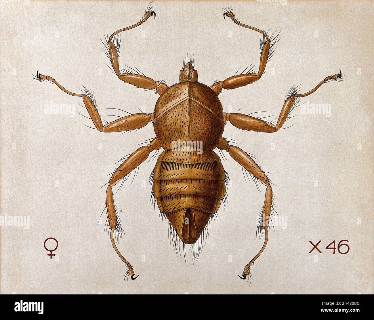 A bird or bat fly (Penicillidia dufouri). Coloured drawing by A.J.E ...