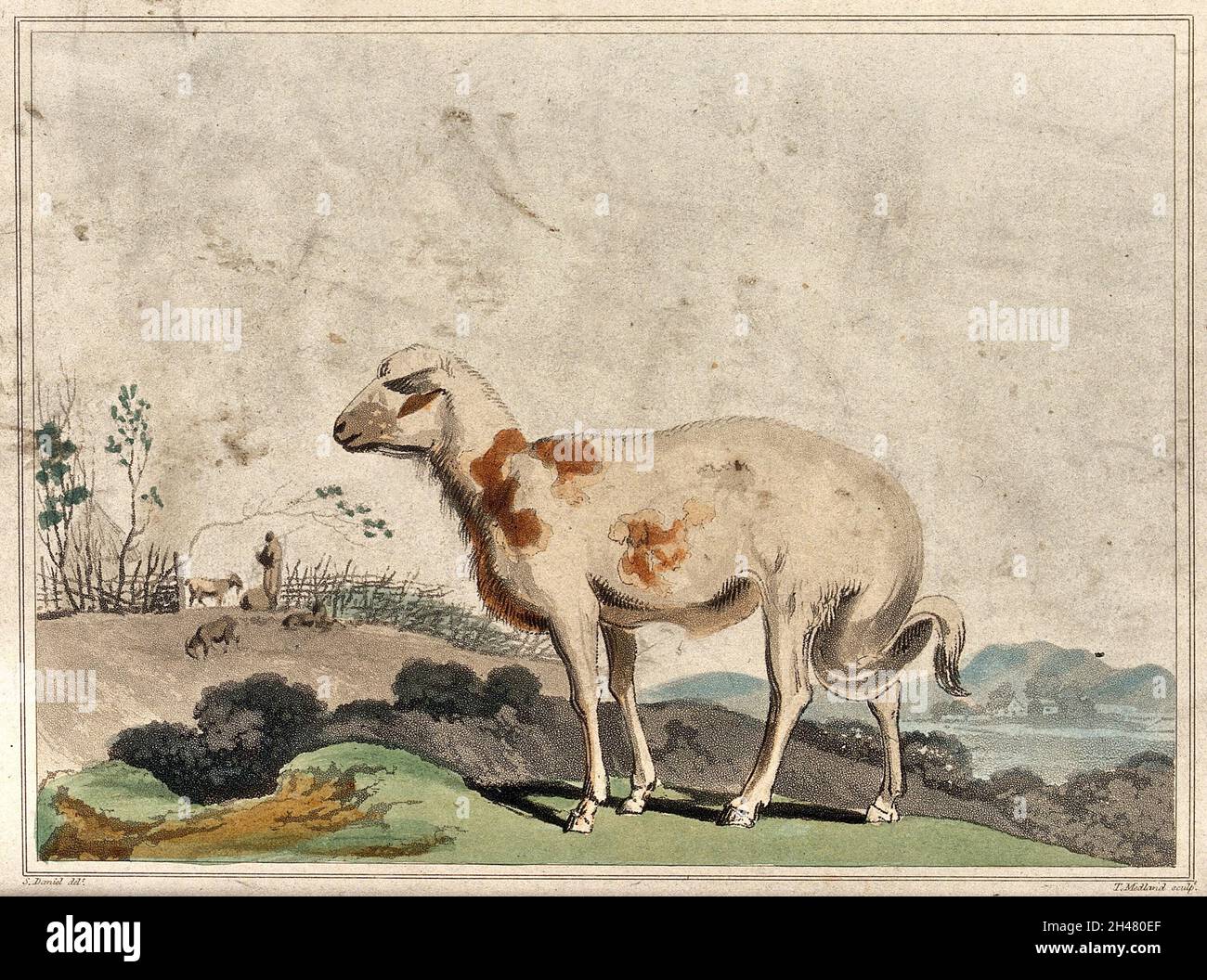 A broad tailed sheep from South Africa. Coloured aquatint by T. Medland ...