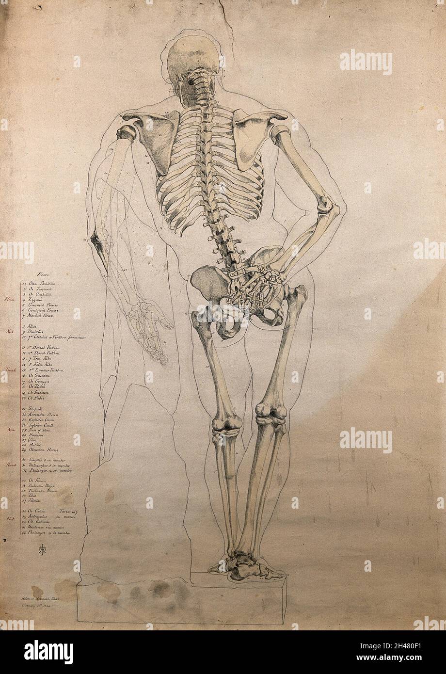 The Farnese Hercules: skeleton and body contour, rear view. Pen and ink ...